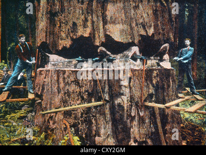 Cutting down a giant California Redwood tree in the late 19th century ...