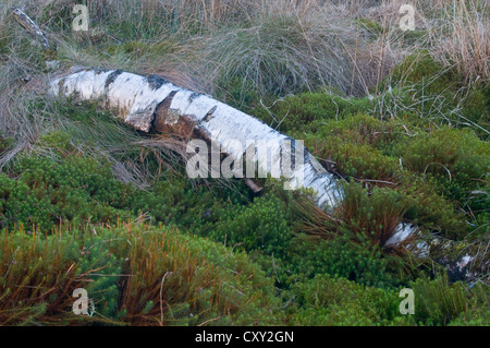 Birch trees, trunks covered with moss, at Cevallos Campsite, village of ...