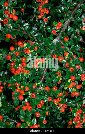Wall Cotoneaster - Cotoneaster horizontalis Garden Shrub with Red Stock ...