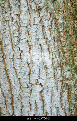 Close up of chestnut (Castanea sativa Stock Photo - Alamy