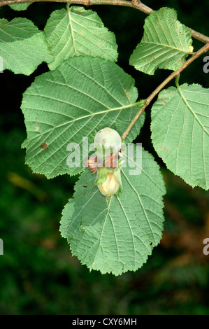 Hazel (Corylus avellana) nuts and foliage Stock Photo - Alamy