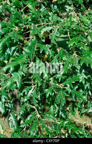 Quercus pyrenaica green oak leaf in forest in vertical with low dark ...