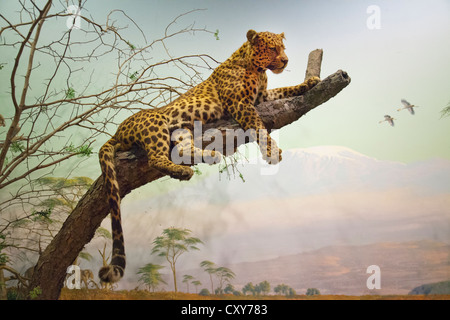Springfield Science Museum MA Stock Photo - Alamy