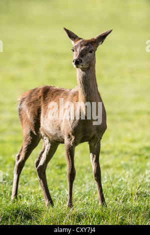 Female roe deer standing in autumn forest Stock Photo - Alamy