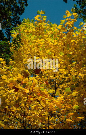 tulip tree (Liriodendron tulipifera Stock Photo - Alamy