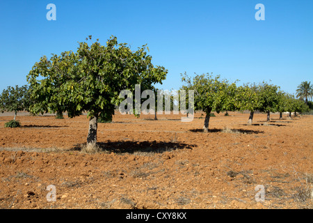 Fig tree Figs Mallorca Majorca Spain Balearic Islands Mediterranean ...