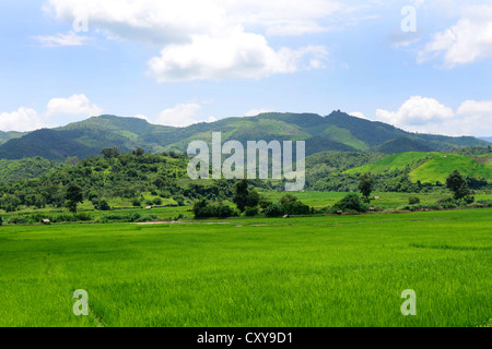 Paddy fields in Eastern Myanmar Stock Photo - Alamy