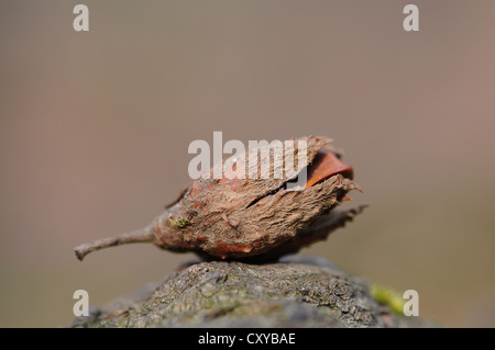Beechnut or achene, dried, fruit of the beech (Fagus sylvatica Stock ...
