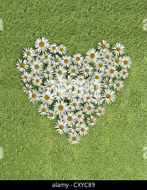 Heart made of daisies flowers in wooden background, covered by an hand ...