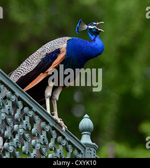 An Indian Peafowl Bird perched on a tree branch Stock Photo - Alamy