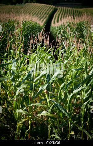 Corn field in the Dordogne during a summer holiday in the Perigord in ...