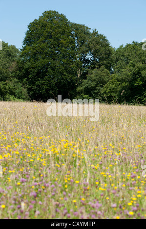 Flowery species-rich hay meadow - with carthusian pink, bedstraw, etc ...