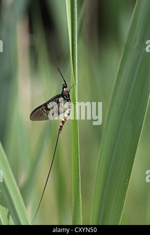 Mayfly / One-day fly / short-lived insect - France Stock Photo - Alamy