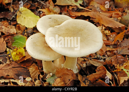 Frosty Funnel Fungus - Clitocybe phyllophila Stock Photo - Alamy