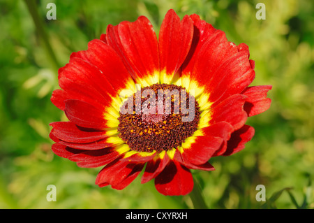Painted Daisy (Chrysanthemum carinatum) / Tricolor Daisy | Bunte ...