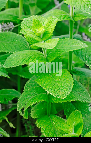 Cuban mint (Mentha x villosa), hybrid of mint (Mentha suaveolens x ...