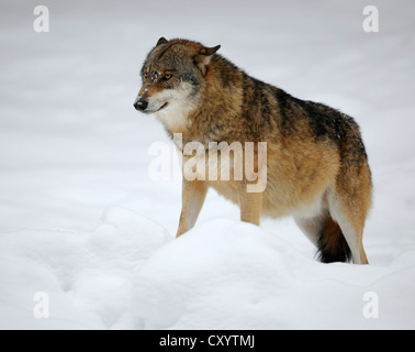 European wolf (Canis lupus) with tail down in meadow, Sweden Stock ...
