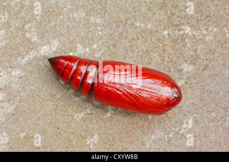 Large yellow underwing moth pupa, Noctua pronuba Stock Photo - Alamy