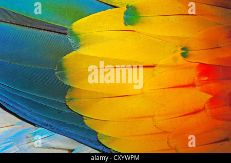 A closeup shot of the scarlet macaws (Ara macao Stock Photo - Alamy