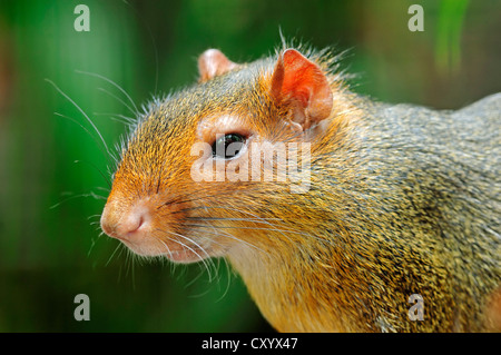 Green acouchi, Myoprocta pratti, in front of white background Stock ...