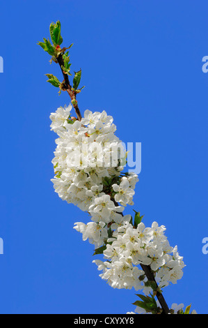 A branch of sweet cherry Prunus avium features white flowers with ...