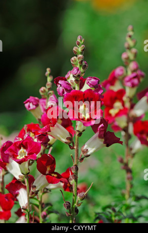 Common snapdragon (Antirrhinum majus), snapdragon Stock Photo - Alamy