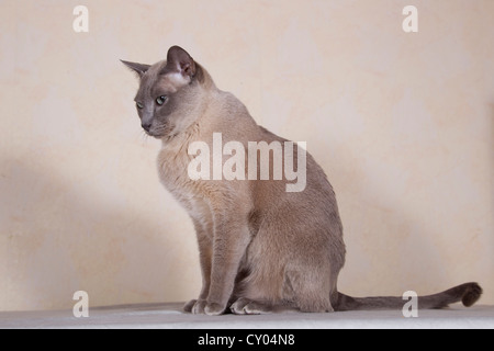 Tonkinese cat breed, tomcat for breeding with kittens Stock Photo - Alamy