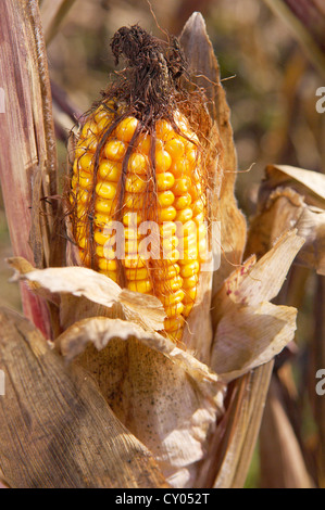 Ripe corn on the cob in cultivated field Stock Photo - Alamy
