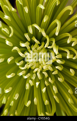 Chrysanthemum (Green Anastasia) flower close up Stock Photo - Alamy