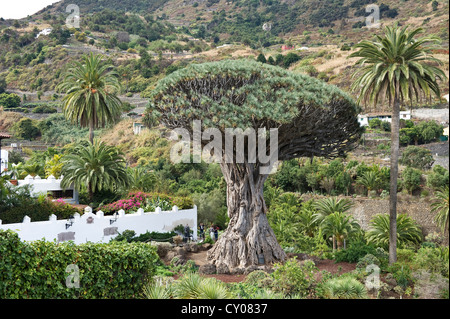Drago Milenario, with 600 years the world's oldest dragon tree ...