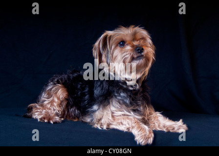 Low key portrait of a Yorkshire Terrier cross Lhasa Apso dog Stock ...