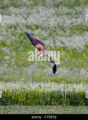 Red-Tailed Hawk Diving On Prey Stock Photo - Alamy