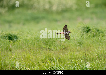 Hobby Falco subbuteo hunting Lakenheath RSPB Reserve Suffolk May Stock ...