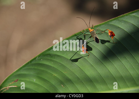 Leaf-footed / flag-footed bug (Anisocelis flavolineata: Coreidae ...
