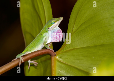 Anol lizard in the eden project Stock Photo - Alamy