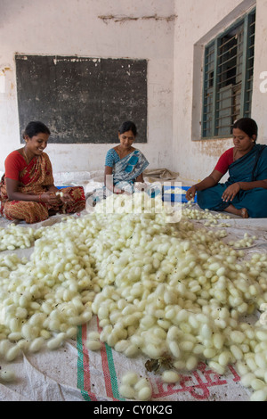 Indian women sorting silkworm cocoons in a rural Indian village. Andhra ...