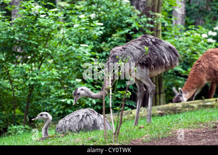Large green Emu egg Stock Photo - Alamy