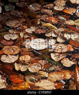 Raindrops falling on leaves, In Nea Artaki on June 6, 2020(Photo by ...
