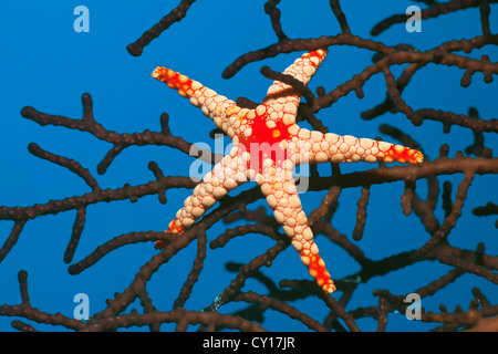 Red Mesh Starfish, Fromia monilis, Ambon, Moluccas, Indonesia Stock ...