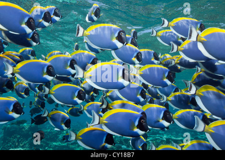 Powder blue tang Stock Photo - Alamy