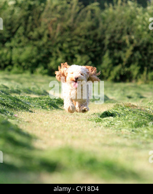 Cockapoo running in field Stock Photo - Alamy