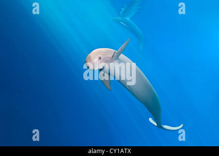 Finless Porpoise, Sunameri in Captivity, Neophocaena phocaenoides, Big ...