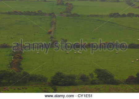 Flocks of Sheep graze the patchwork pastures of County Kerry Stock ...