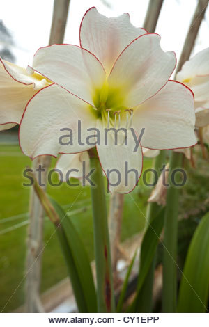 amarylis close-up color image detail flower plants simplicity square ...