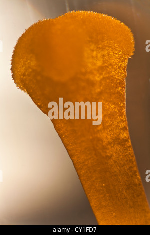 Microspores of seed-producing plants Stock Photo - Alamy