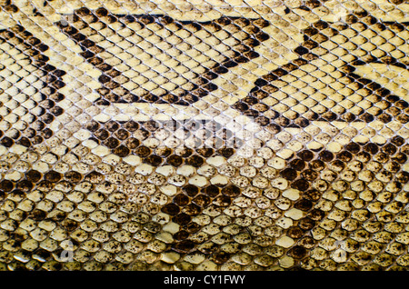 rattlesnake skin texture close up Stock Photo, Royalty Free Image ...