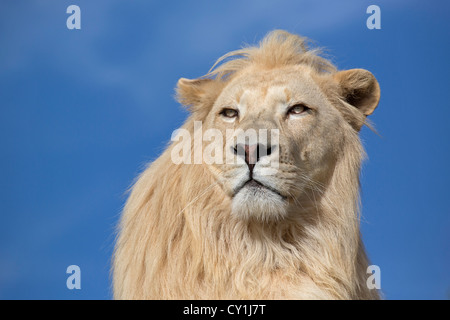Close up portrait of a white lion male animal Stock Photo - Alamy