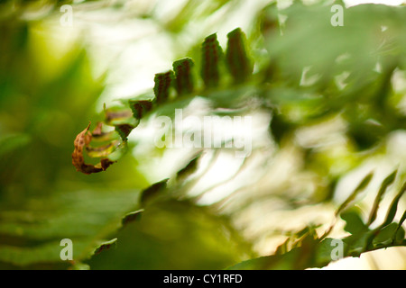 Lady's Buckler Fern fronds Stock Photo - Alamy