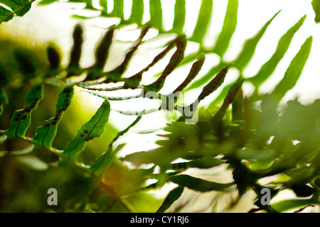 Lady's Buckler Fern fronds Stock Photo - Alamy