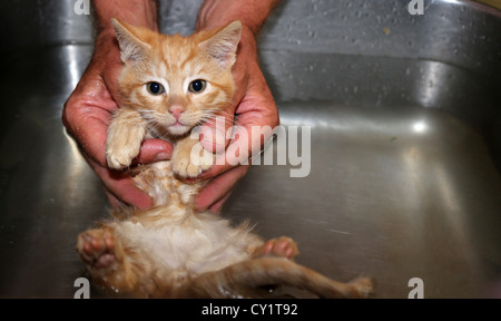 Ginger Kitten Being Deflead Washing Him In Sink Using Flea Shampoo ...